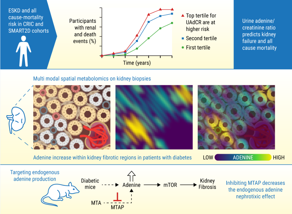 TOC-Graphic - Department of Medicine
