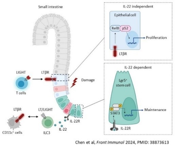 Tumanov, Alexei, M.D., Ph.D. - Microbiology